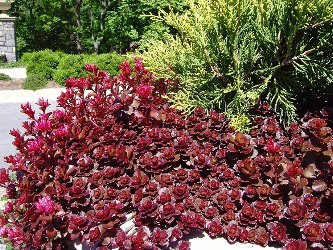 100 Red Dragons Blood Sedum Succulent Seeds - Etsy