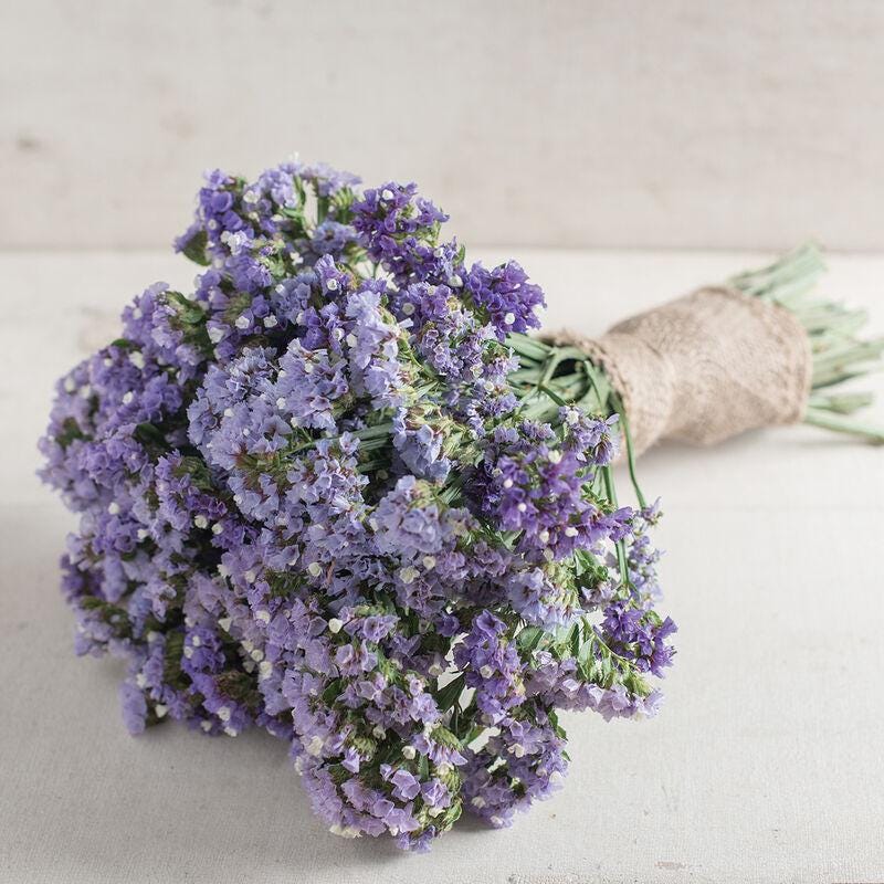 50 Pastel Blue Statice Flower Seeds - Etsy