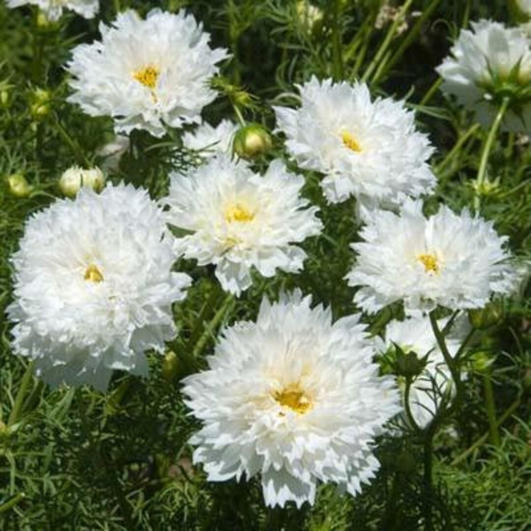 50 Double Dutch White Cosmos Flower Seeds - Etsy