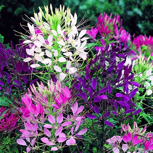 300 Cleome Queen Mixed Color Flower Seeds - Etsy