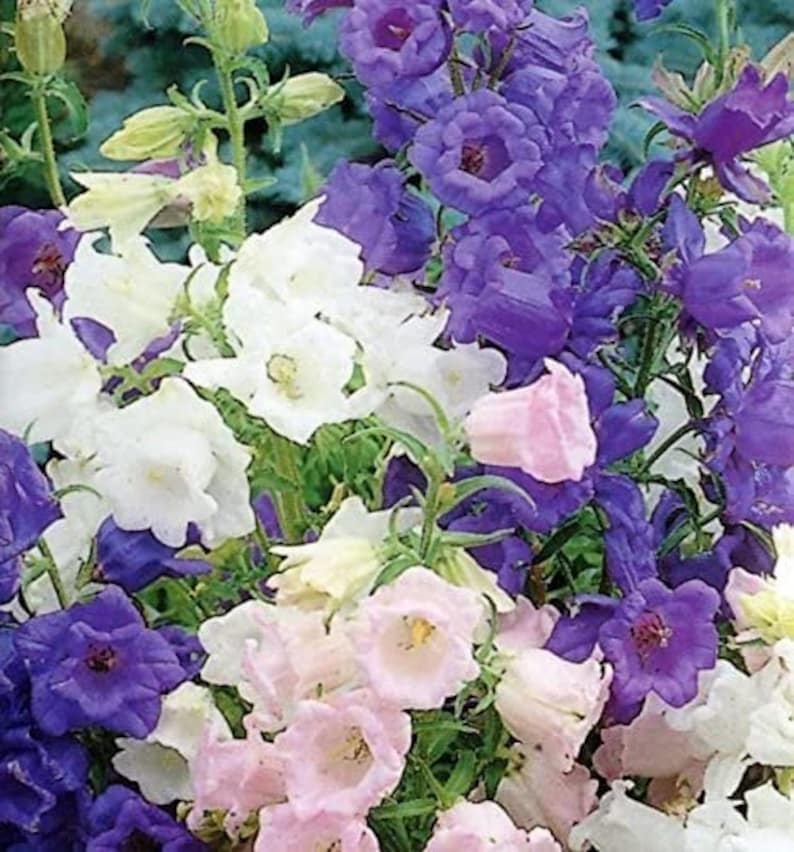 300 Cup and Saucer Bell Flower Seeds - Etsy