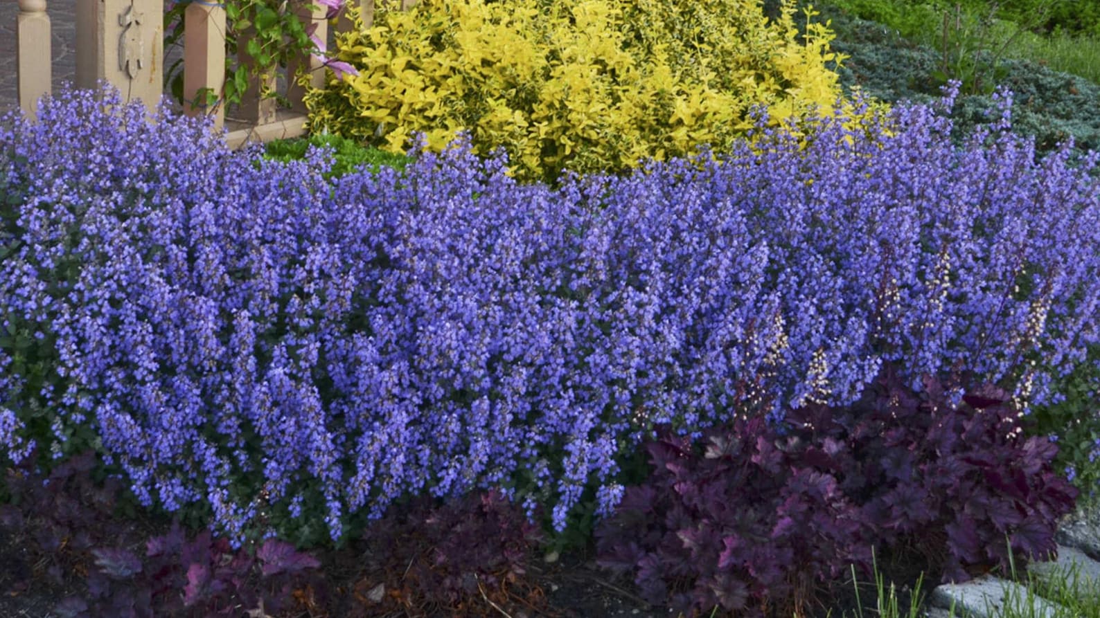 25 Blue Moon Catmint Flower Seeds - Etsy