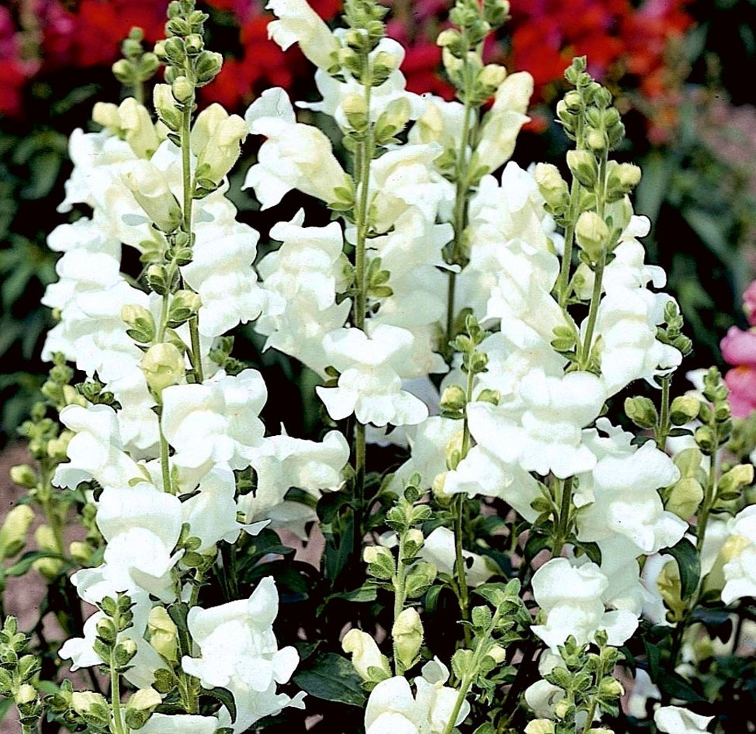 100 Rocket White Snapdragon Flower Seeds - Etsy