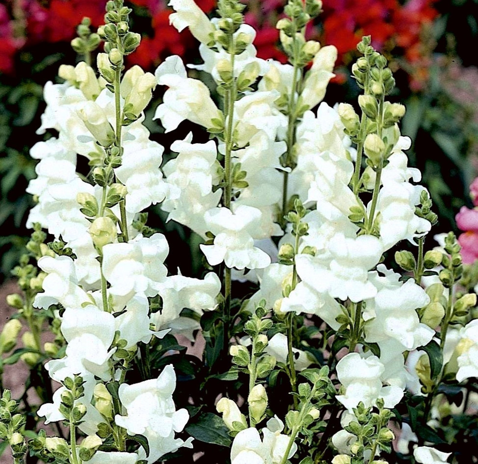 100 Rocket White Snapdragon Flower Seeds - Etsy