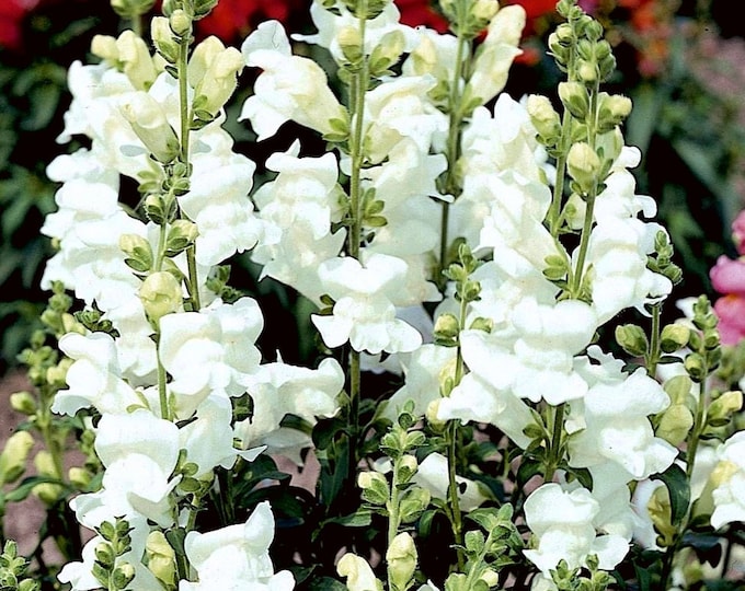 100 Rocket White Snapdragon Flower Seeds - Etsy