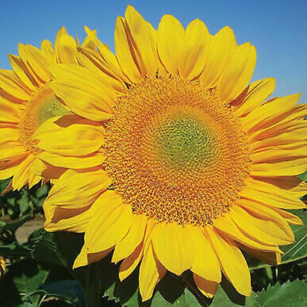 Sunny Sunflower Seed Mix 30 Seeds, 2 Grams Buy 2 Get 1 Order Free ST11 ...