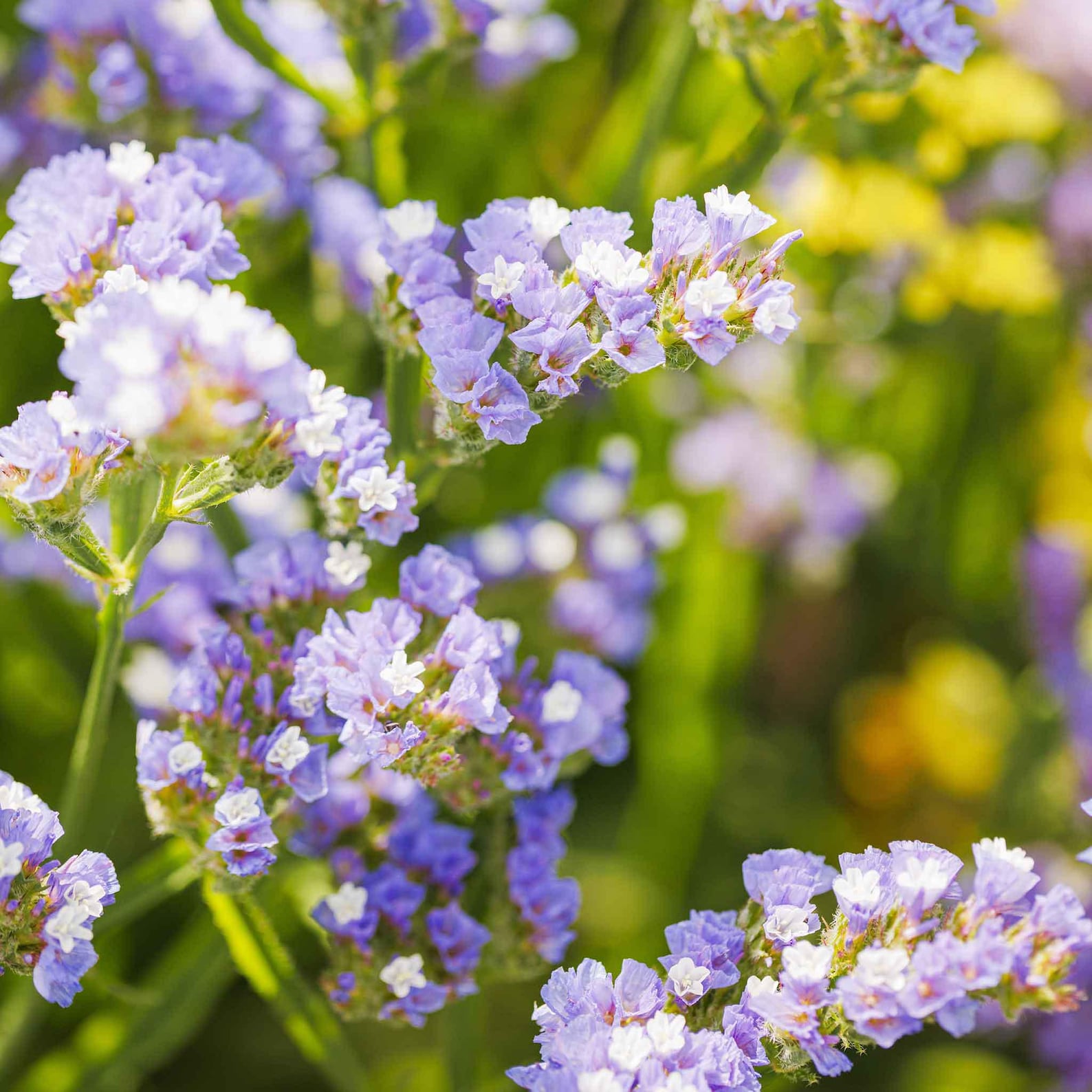 50 Pastel Blue Statice Flower Seeds - Etsy