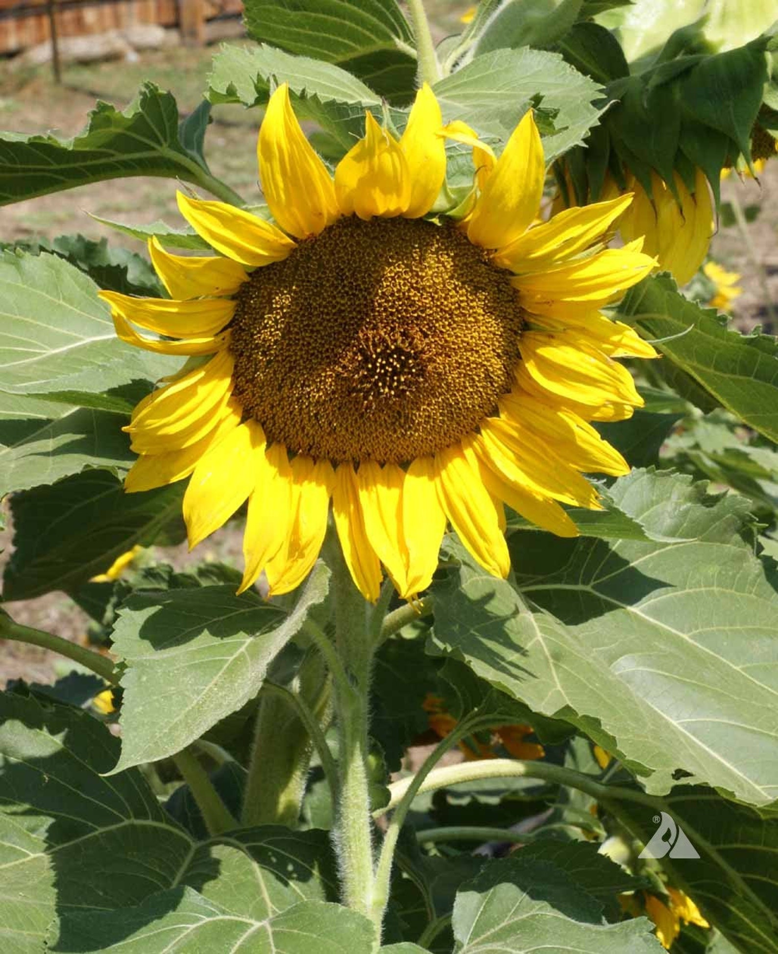 30 Dwarf Yellow Sunflower Seeds - Etsy