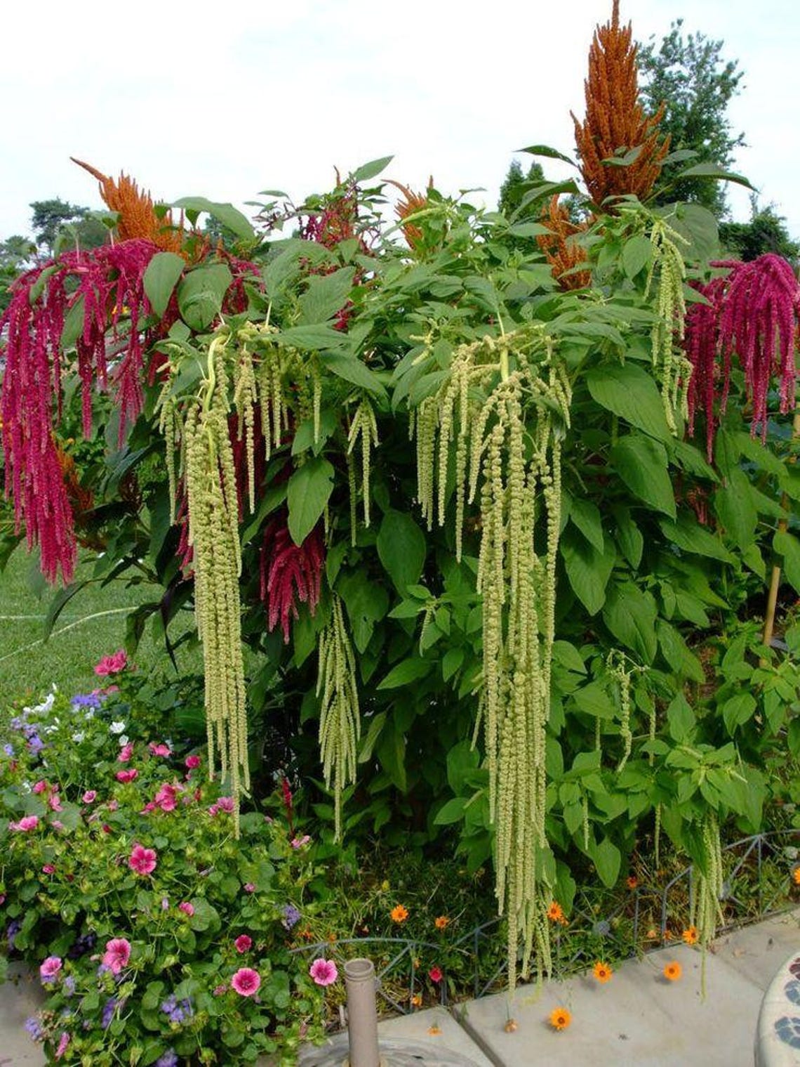 300 Pony Tails Tall Amaranthus Flower Seeds - Etsy