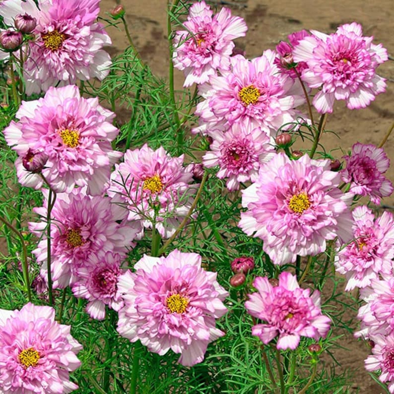 50 Double Dutch Rose Cosmos Flower Seeds - Etsy