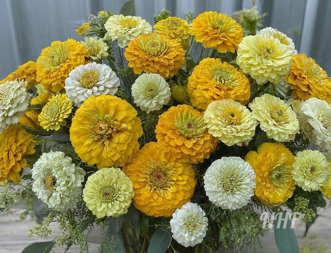 100 "lemon Meringue" Mix Zinnia Flower Seeds - Etsy