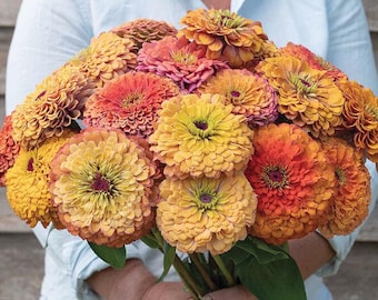 25 Ballerina Blush Zinnia Flower Seeds - Etsy