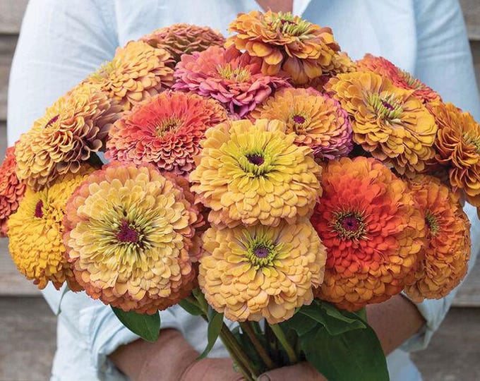 25 Ballerina Blush Zinnia Flower Seeds - Etsy