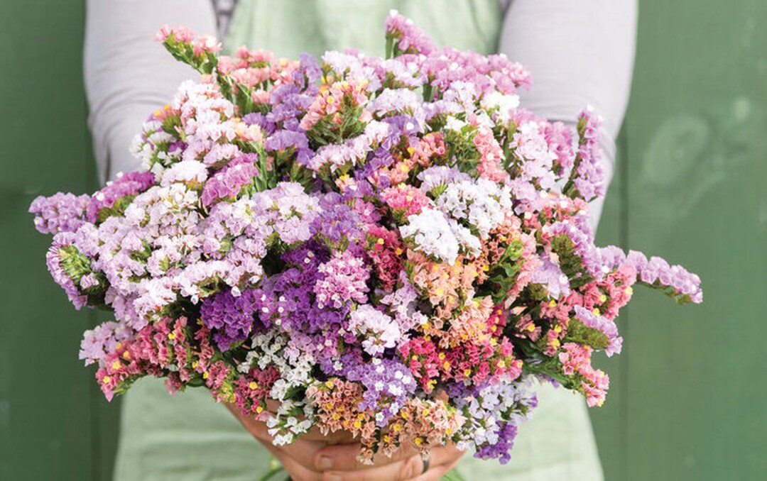 50 Pacific Pastel Mix Statice Flower Seeds - Etsy