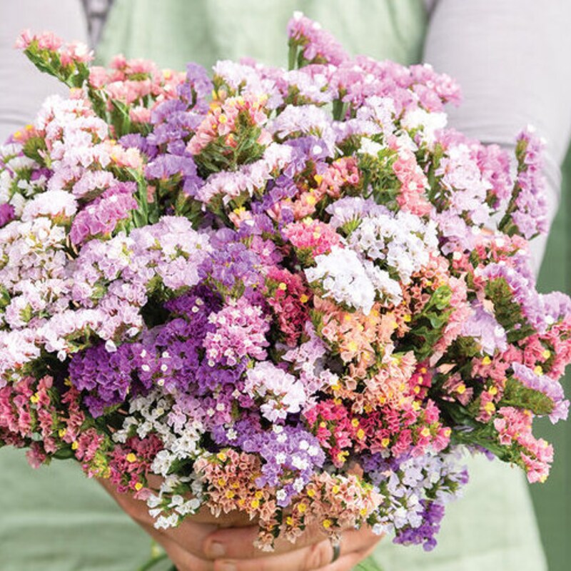 Statice Flowers - Etsy