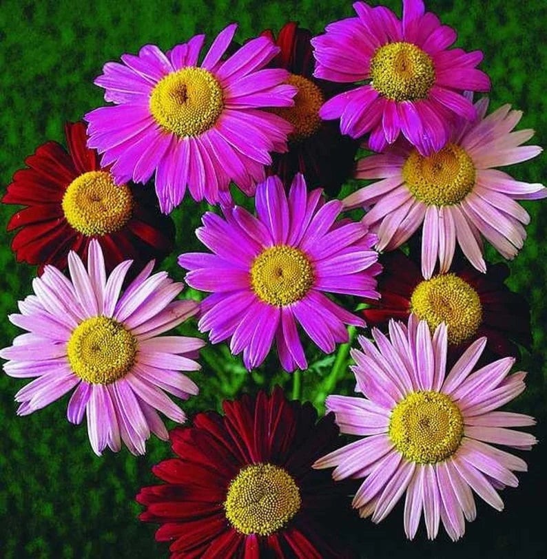 100 Robinsons Painted Daisy Flower Seeds - Etsy