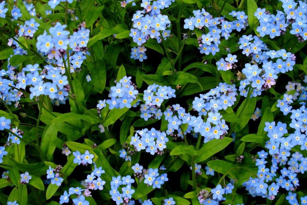 500 Blue Forget Me Not Flower Seeds - Etsy