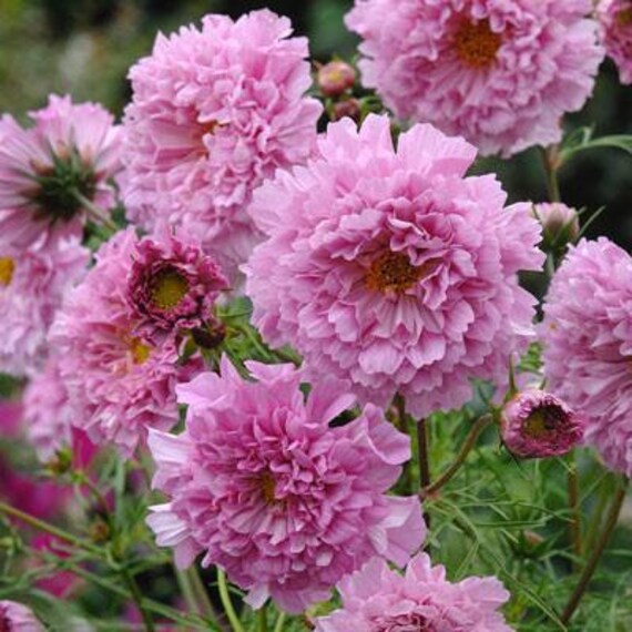 50 Double Dutch Rose Cosmos Flower Seeds - Etsy