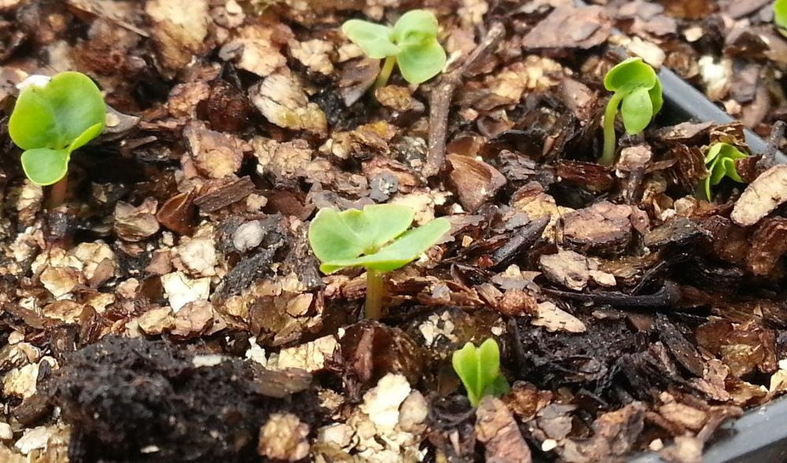 25 Red Dynamite Crepe Myrtle Tree Seeds - Etsy