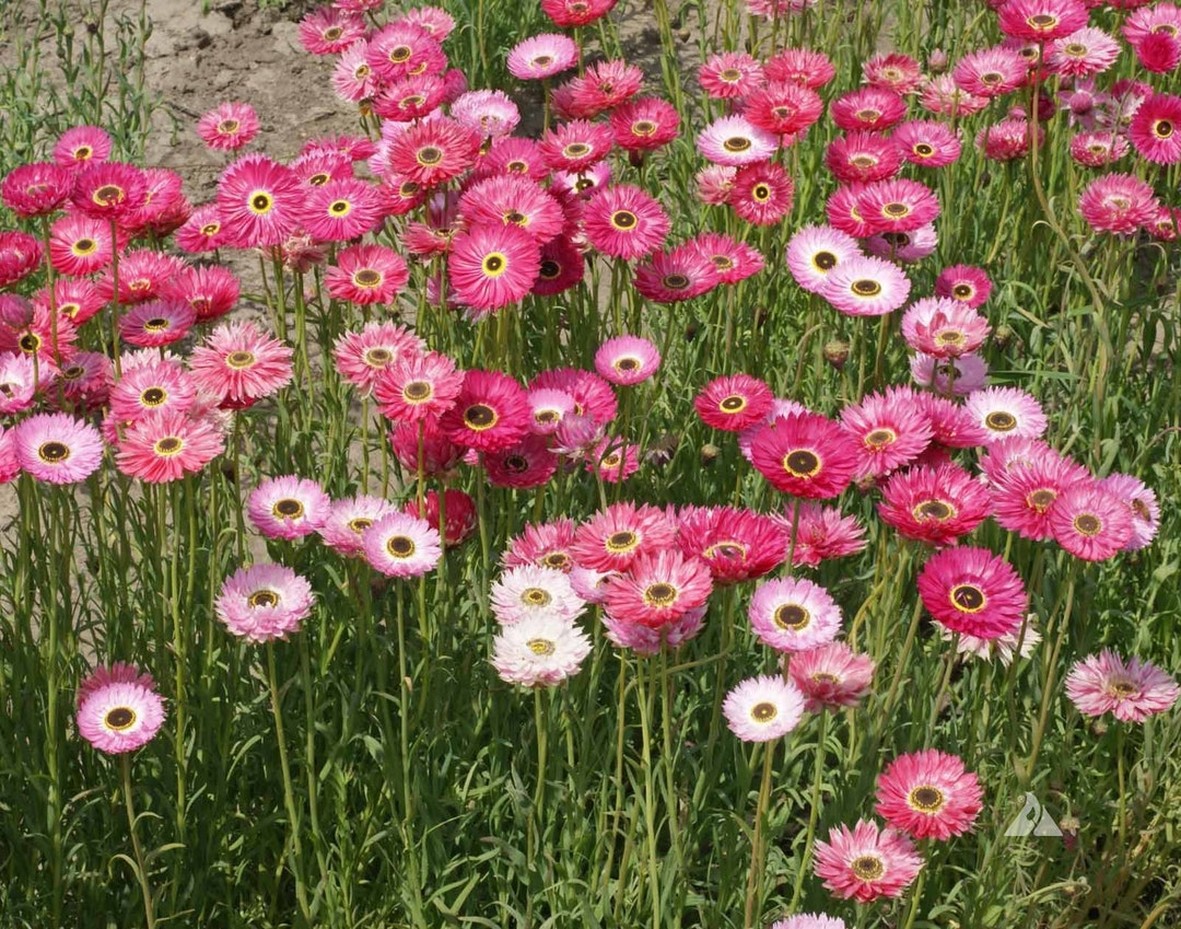200 Paper Daisy Flower Seeds - Etsy