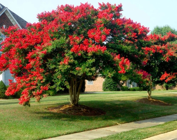 25 Red Dynamite Crepe Myrtle Tree Seeds - Etsy