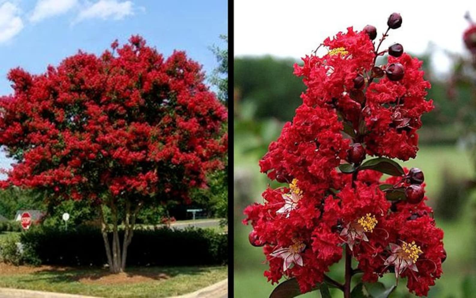25 Red Dynamite Crepe Myrtle Tree Seeds - Etsy