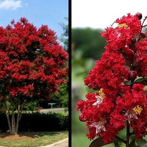 25 Red Dynamite Crepe Myrtle Tree Seeds - Etsy