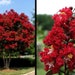 25 Red Dynamite Crepe Myrtle Tree Seeds - Etsy