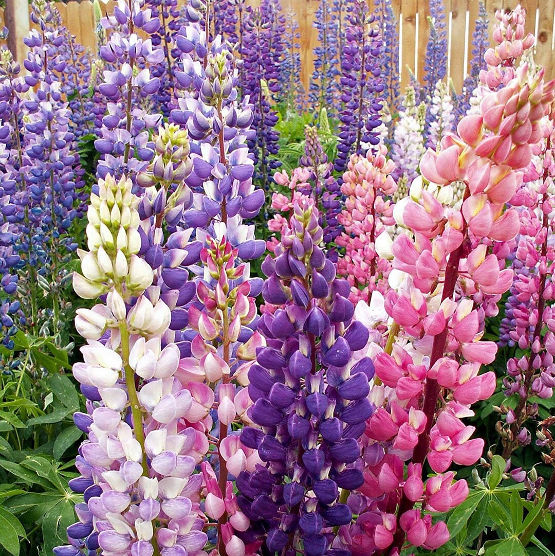 100 Rainbow Mix Lupine Flower Seeds - Etsy