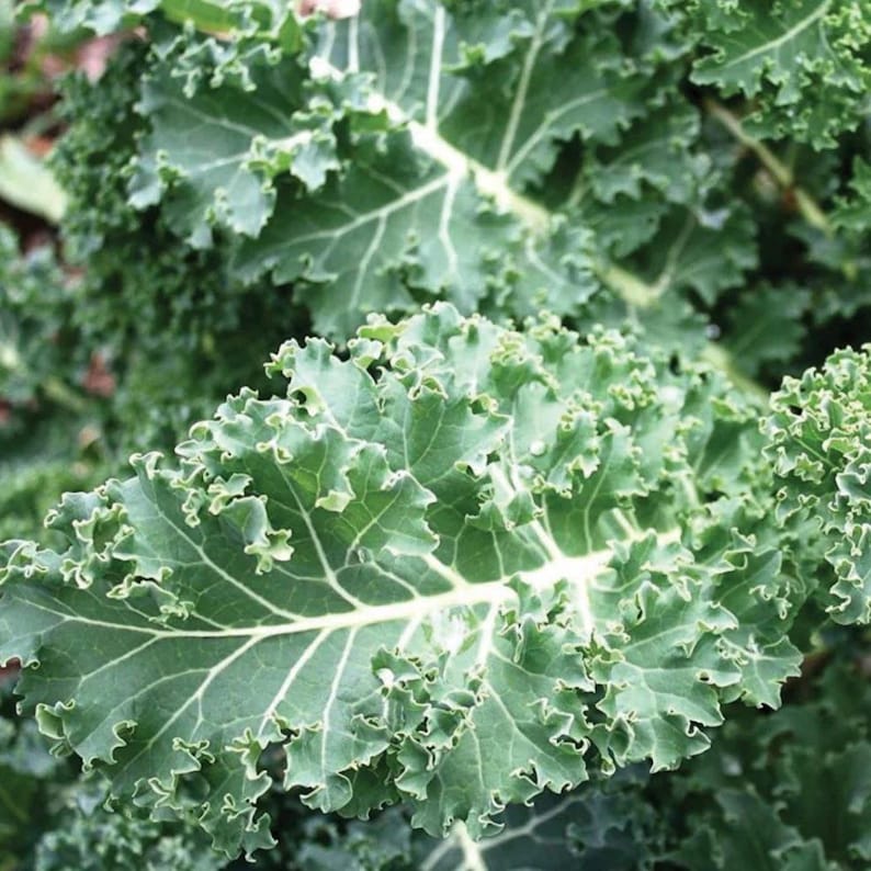 200 Organic Blue Curled Kale Vegetable Seeds - Etsy