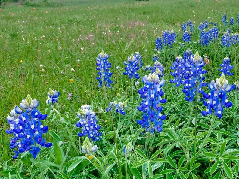 100 Bluebonnet Flower Seeds - Etsy