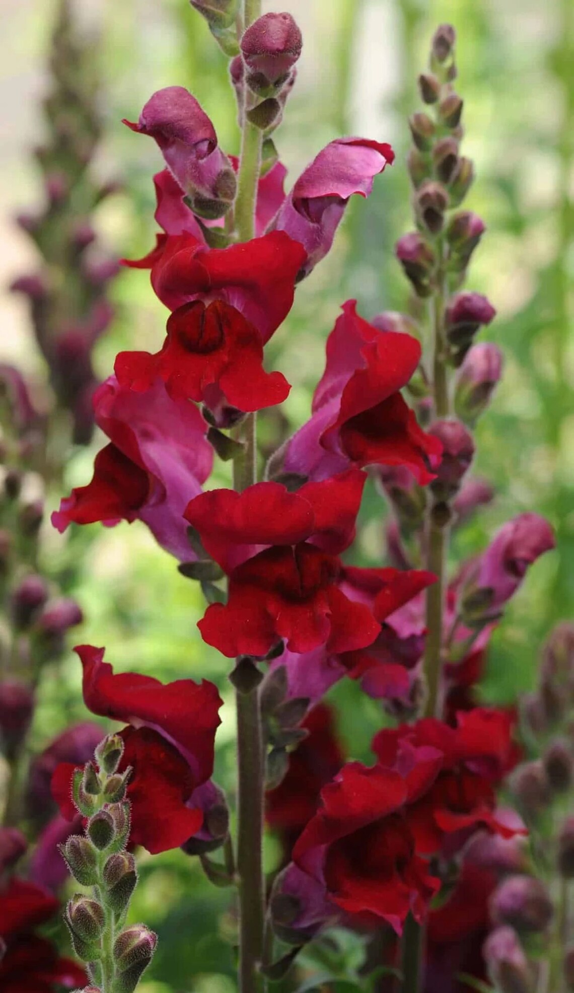 100 Rocket Mixed Color Snapdragon Flower Seeds - Etsy