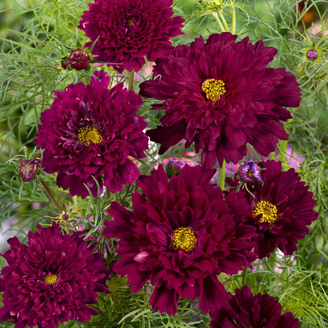 25 Double Click Cranberry Cosmos Flower Seeds - Etsy