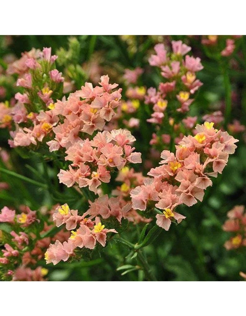 50 Pastel Mix Statice Flower Seeds - Etsy