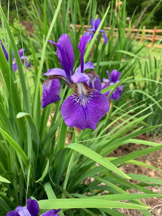 Iris Flower Dutch Iris 'Discovery' Tesselaar