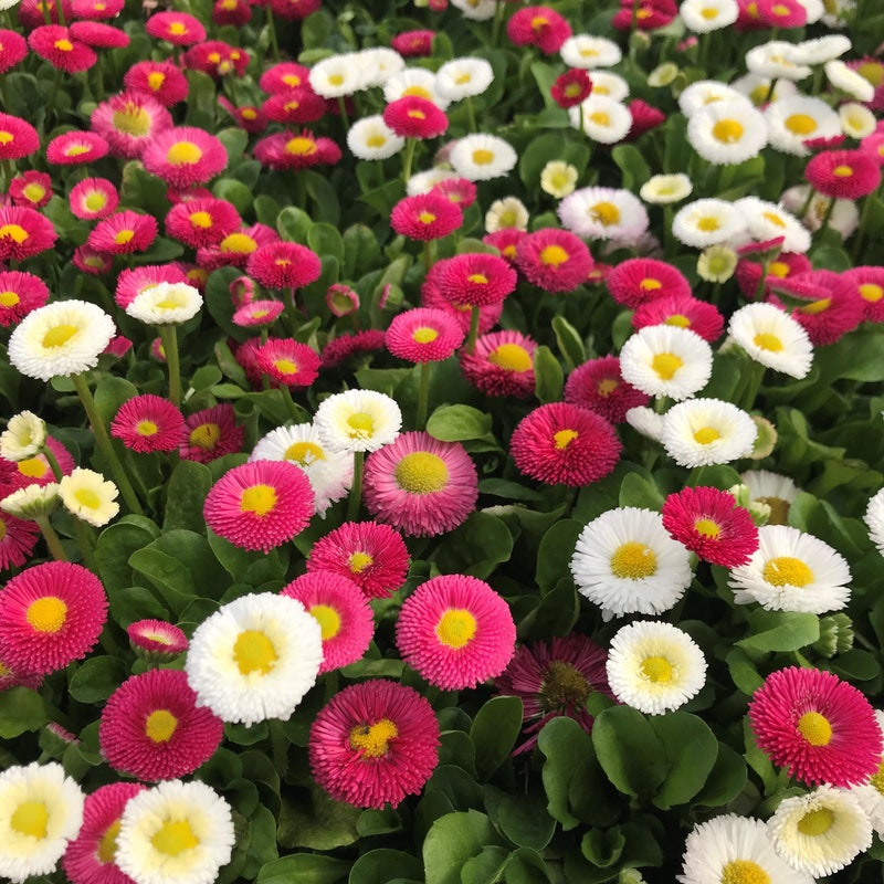 English Daisy - Etsy