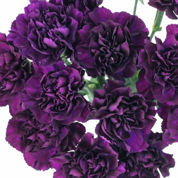 100 Dark Purple French Carnation Seeds For Spring Plantings | Etsy