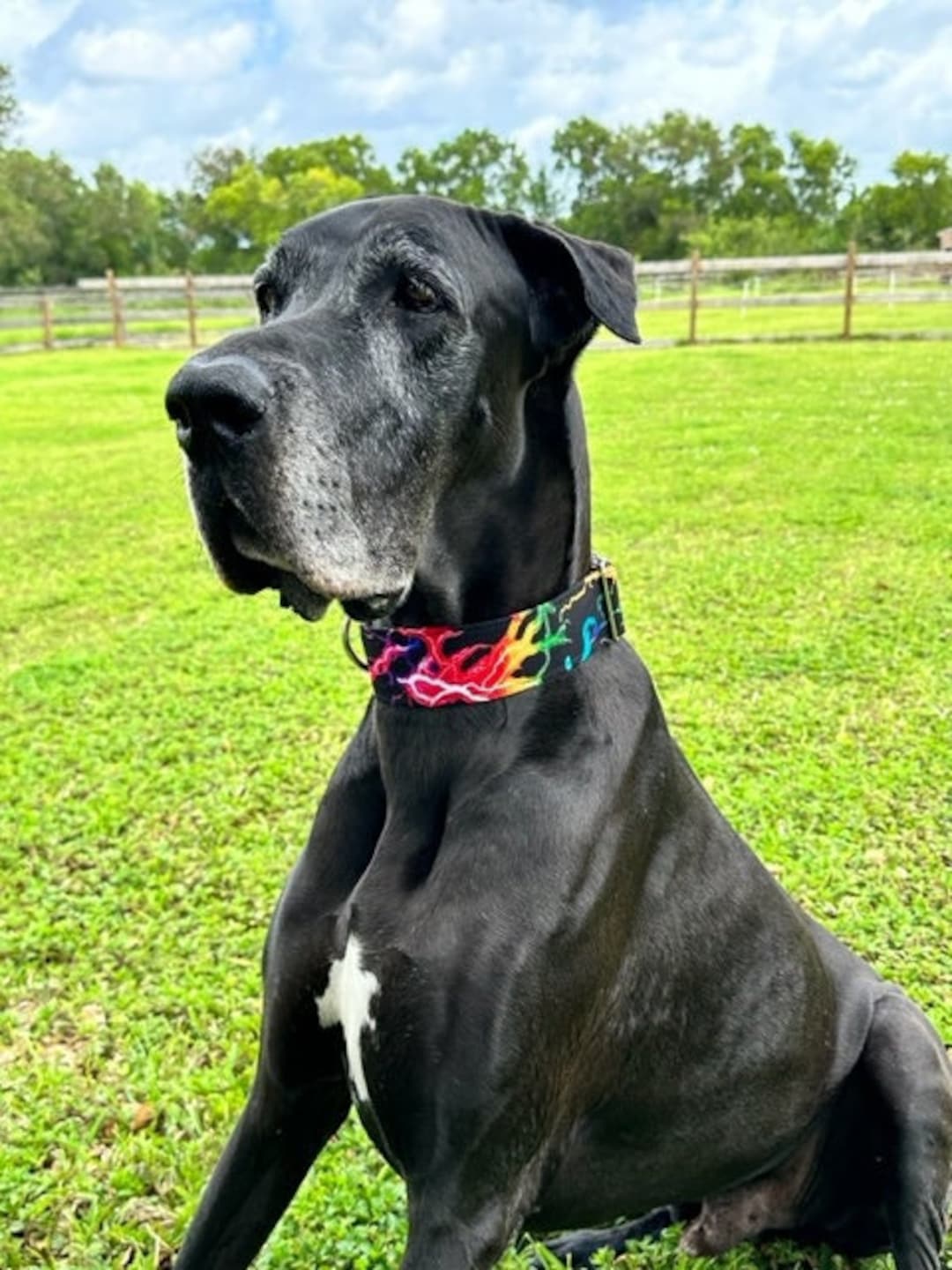 Lightening Bolt, Great Dane, 2 Inch Dog Collar, Wide Dog Collar, Large ...