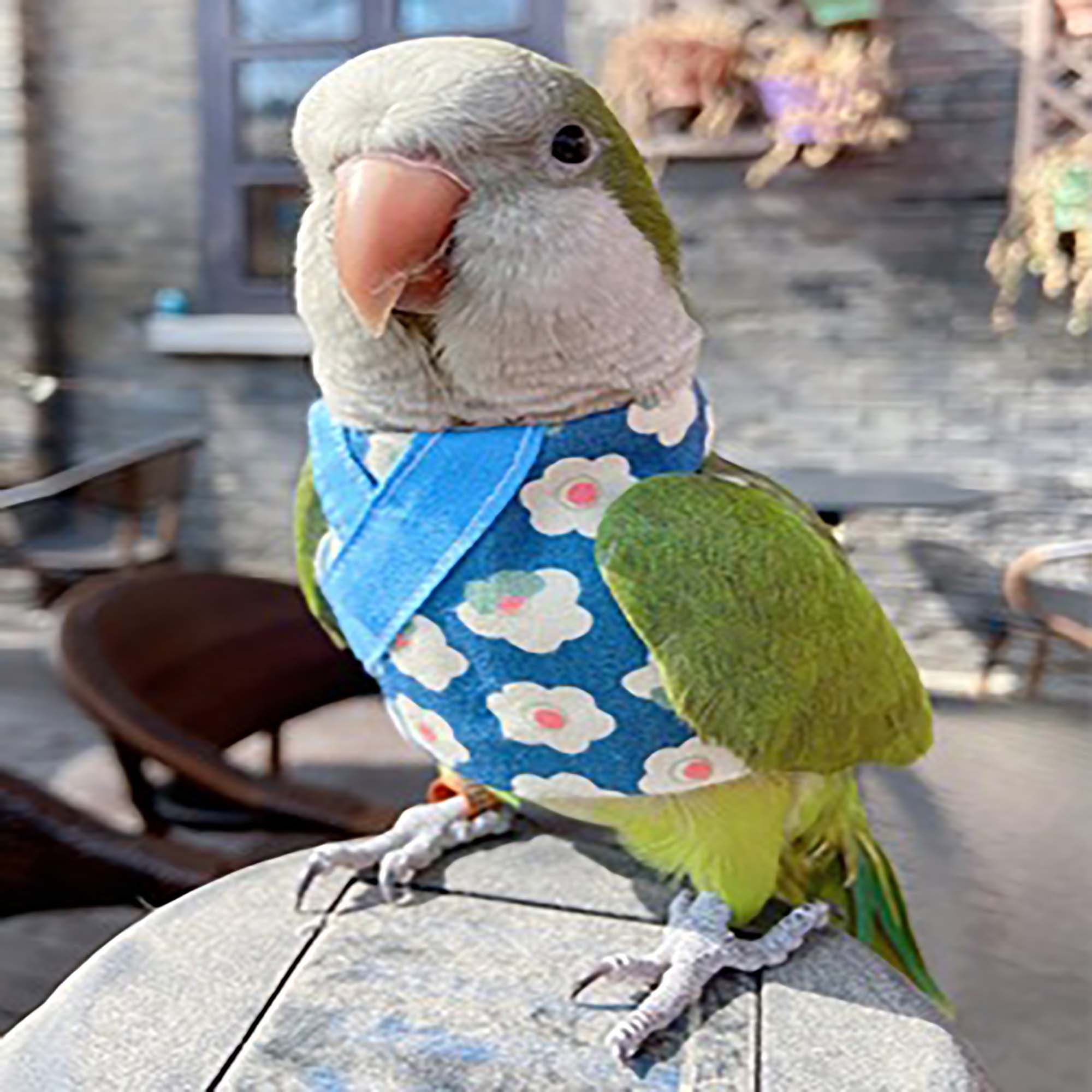 Pet Parrot Bird ClothesCockatiel ClothesCockatiel Thermal | Etsy