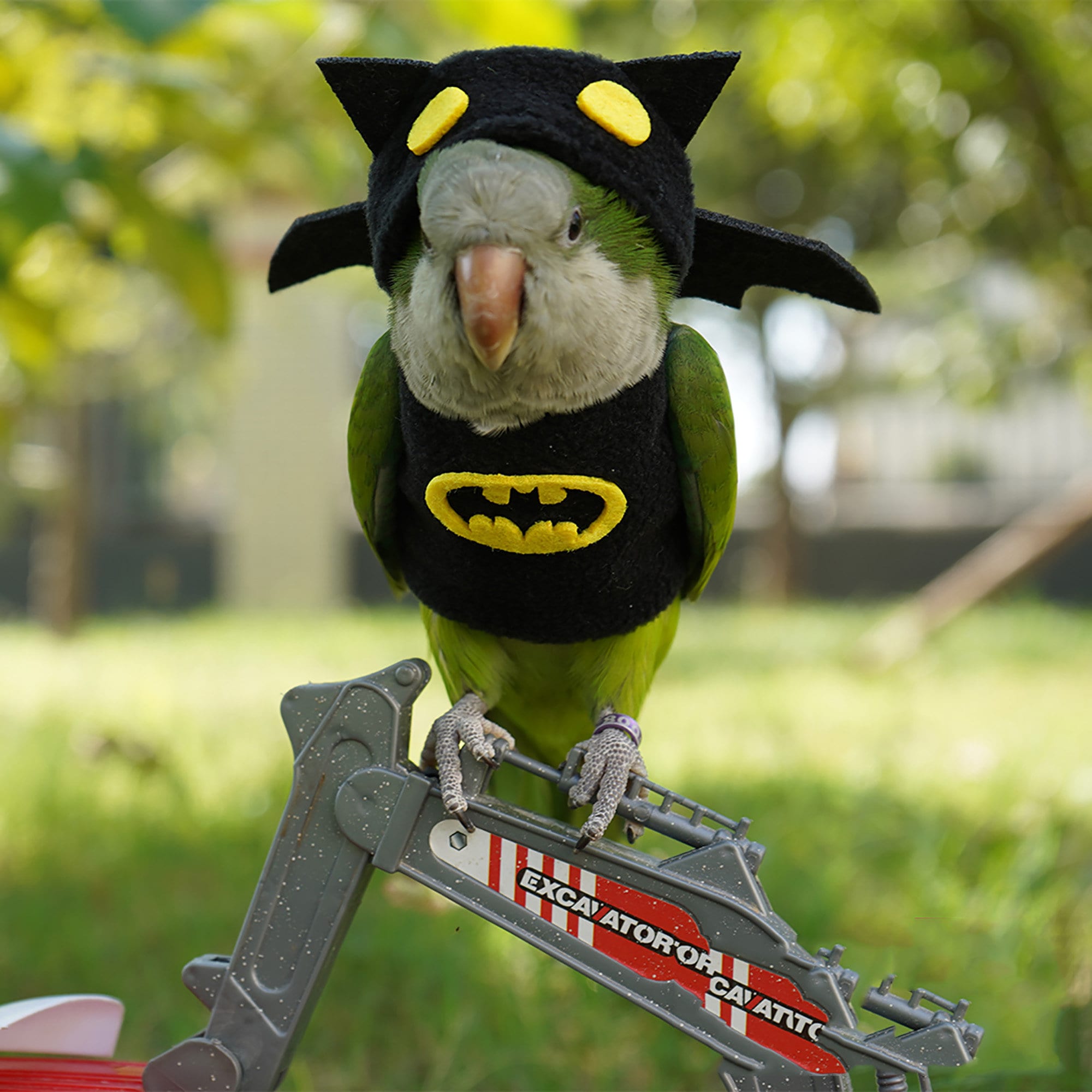 Parrot Bird ClothesParrot Hooded SweaterParrot Warm | Etsy