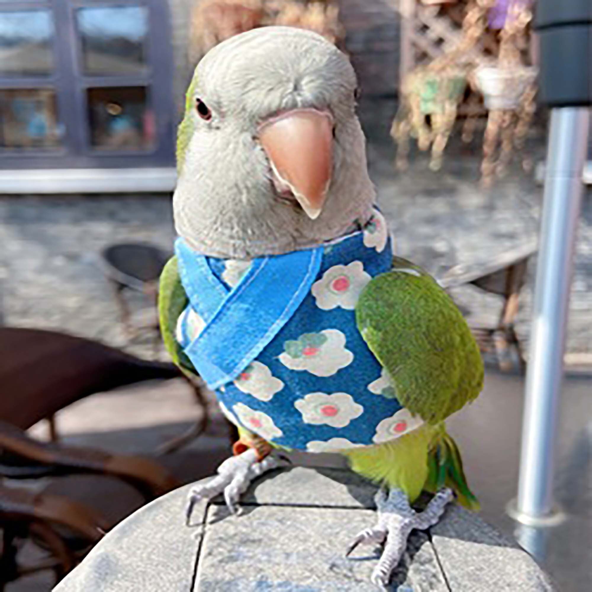 Pet Parrot Bird ClothesCockatiel ClothesCockatiel Thermal | Etsy