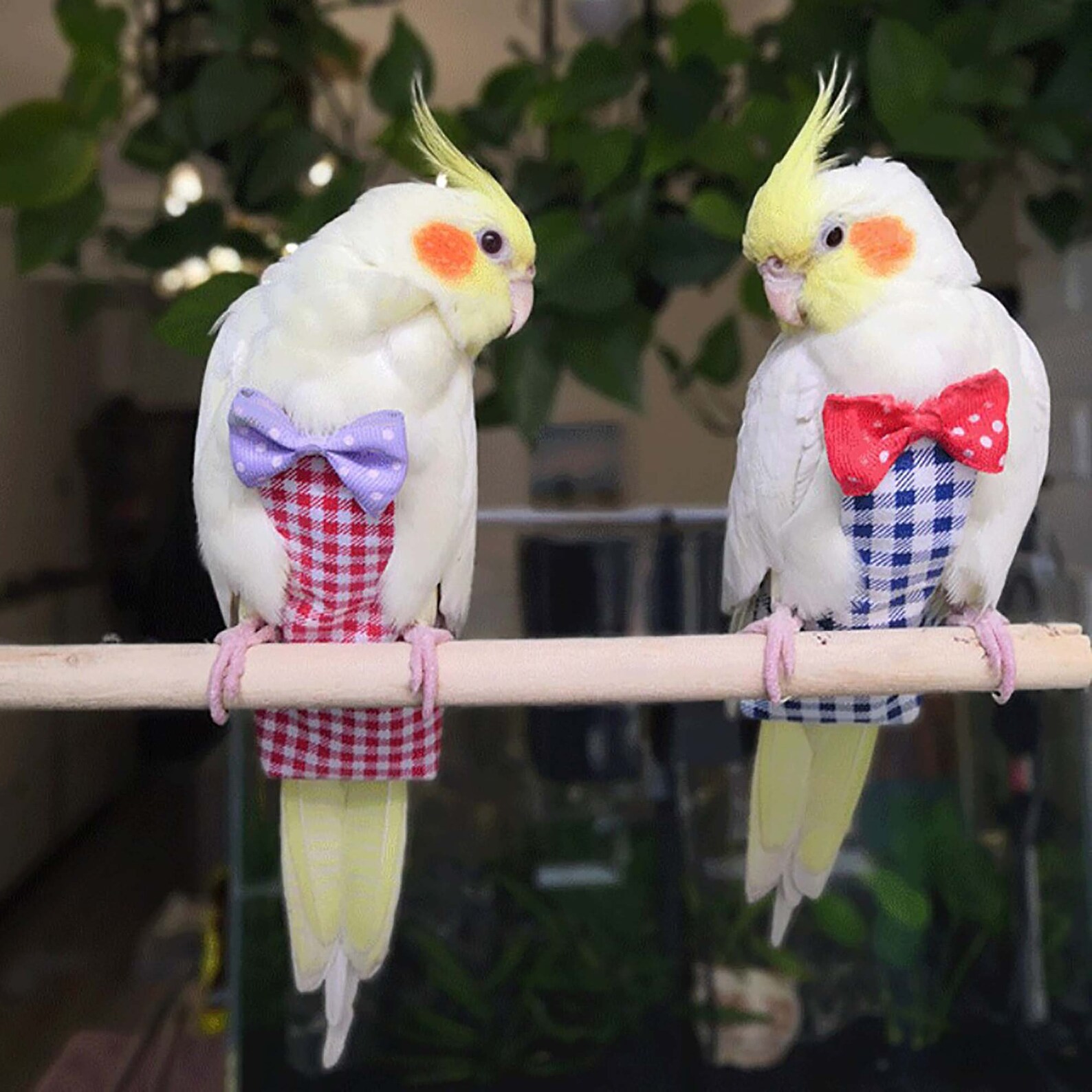 Parrot diapersParrot Diaper/Flight for your CockatielParrot | Etsy