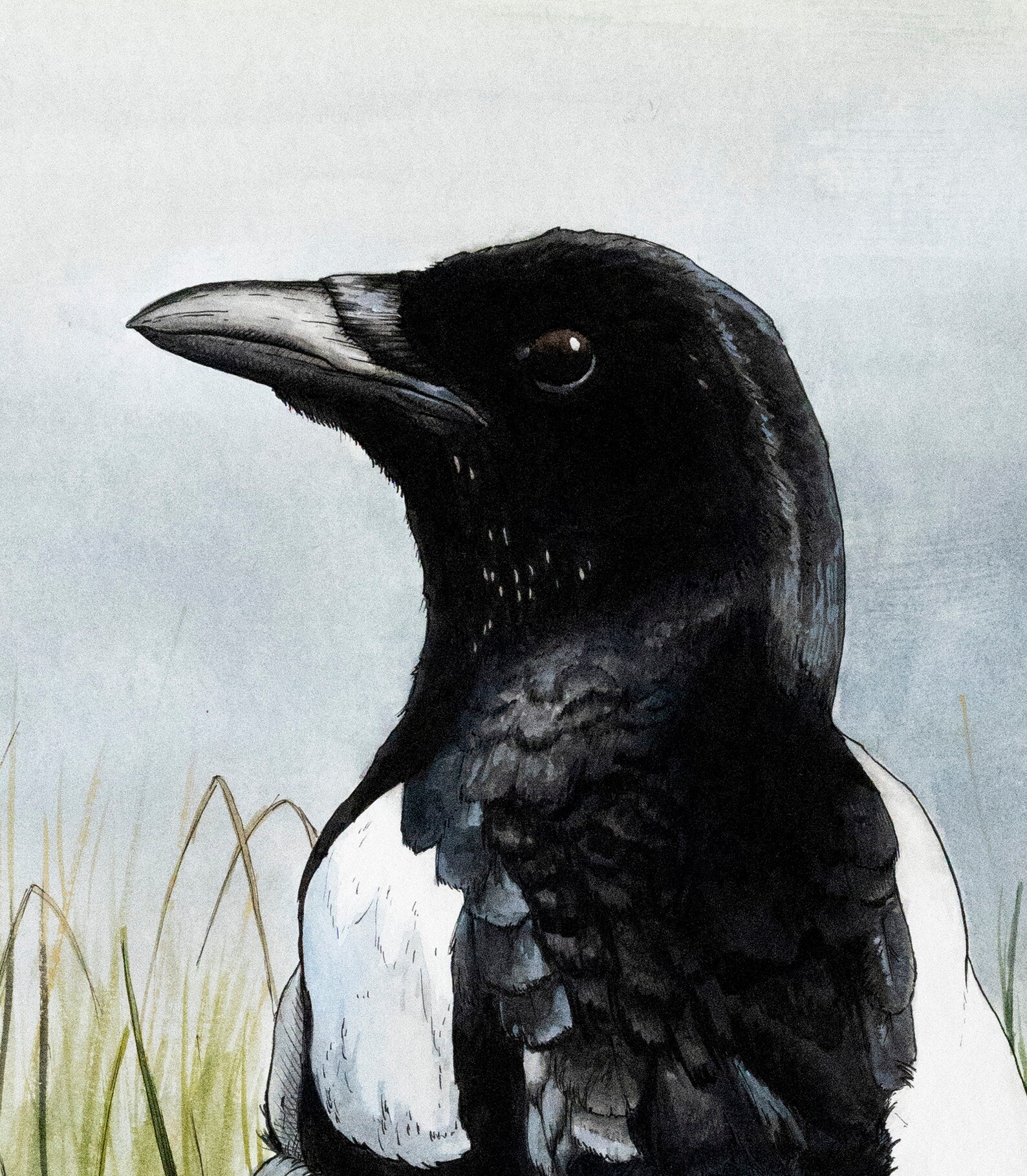 Magpie Print Irish Bird Watercolor Art Print Garden Bird - Etsy