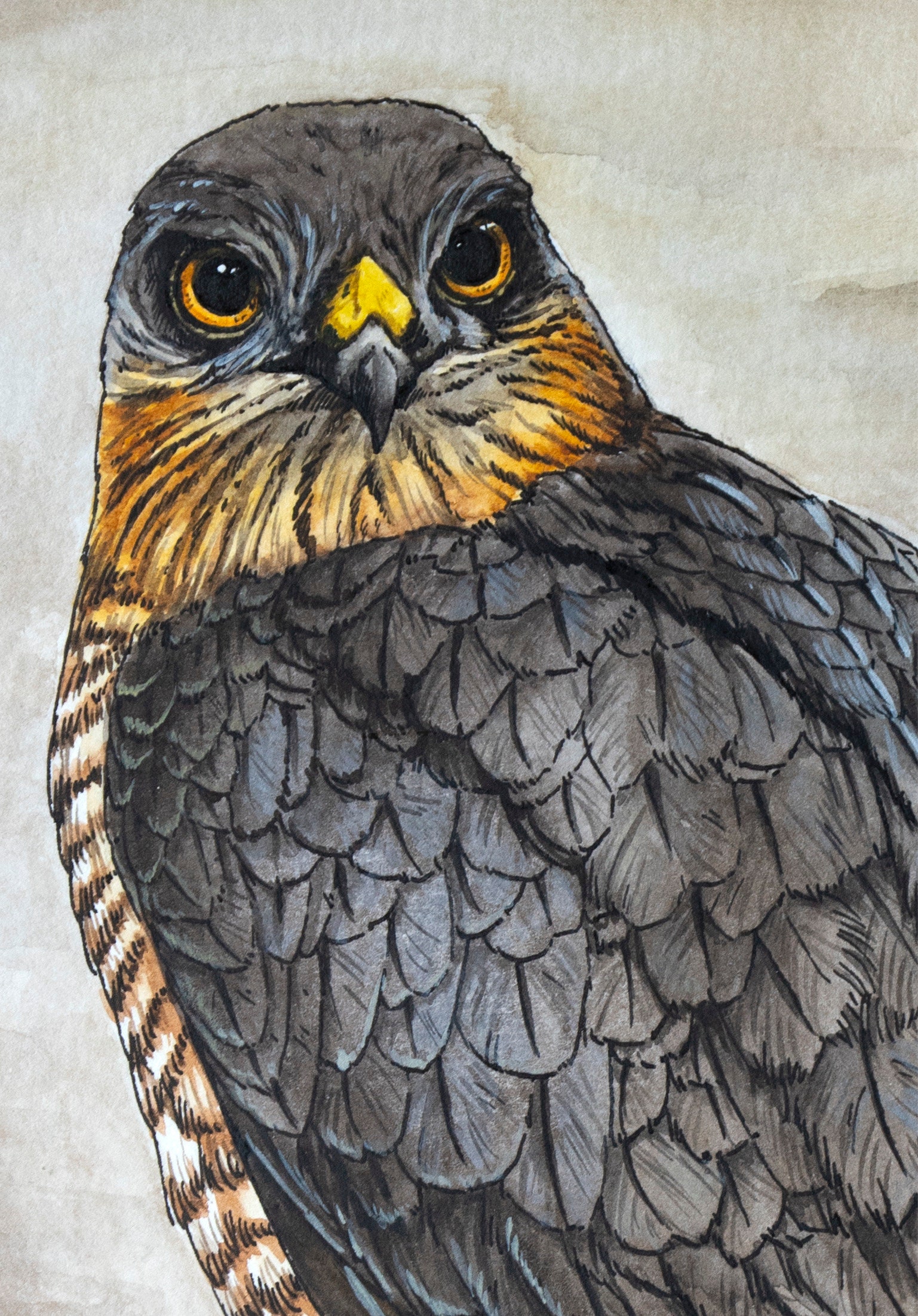 Hawk Bird Print Irish Sparrowhawk Poster Bird Lover Art - Etsy Ireland