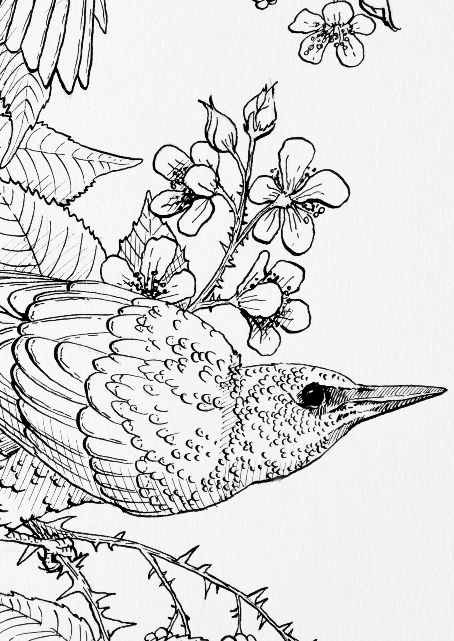 Starlings Adult Coloring Page Garden Bird Coloring for - Etsy
