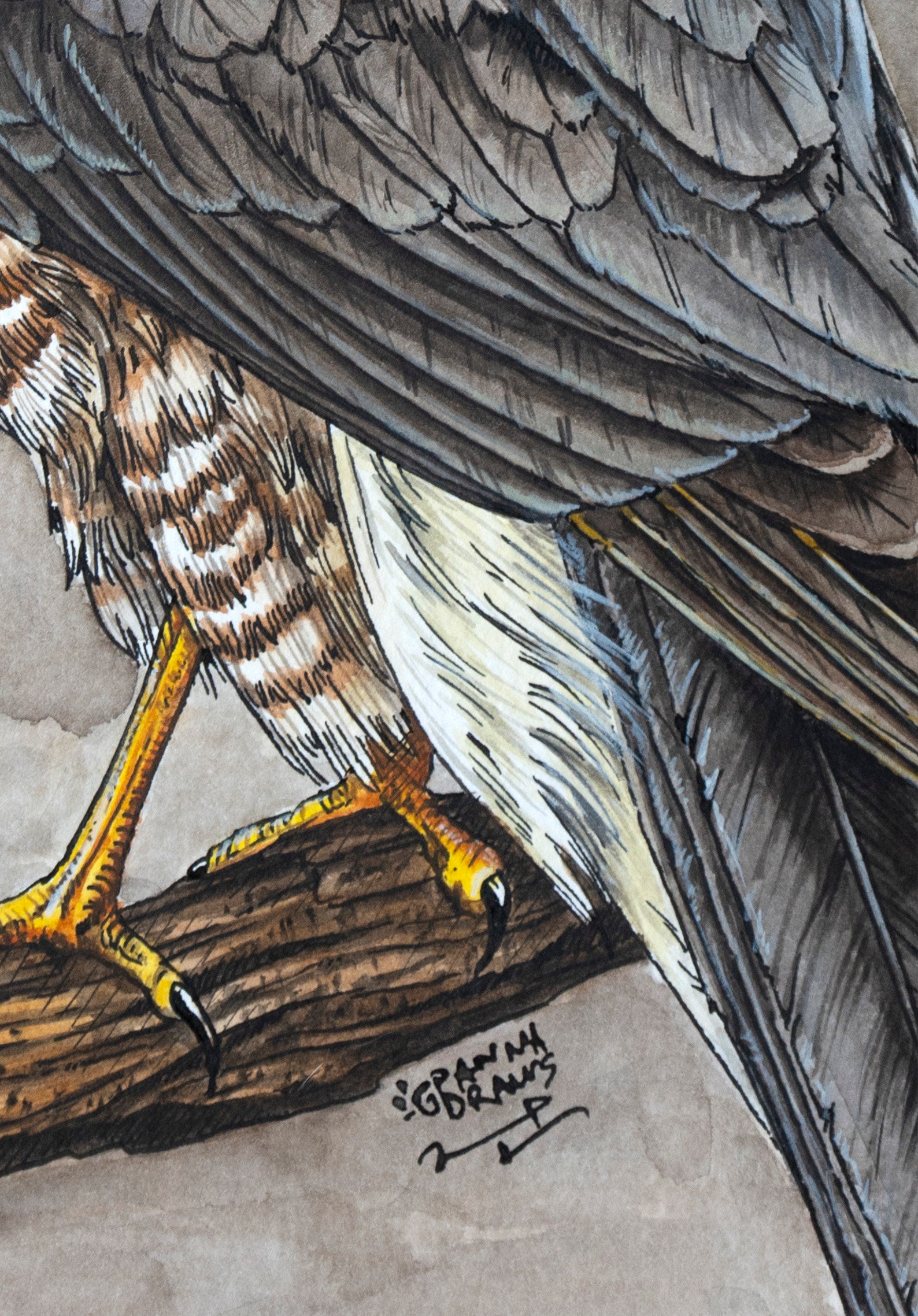 Hawk Bird Print Irish Sparrowhawk Poster Bird Lover Art - Etsy Ireland