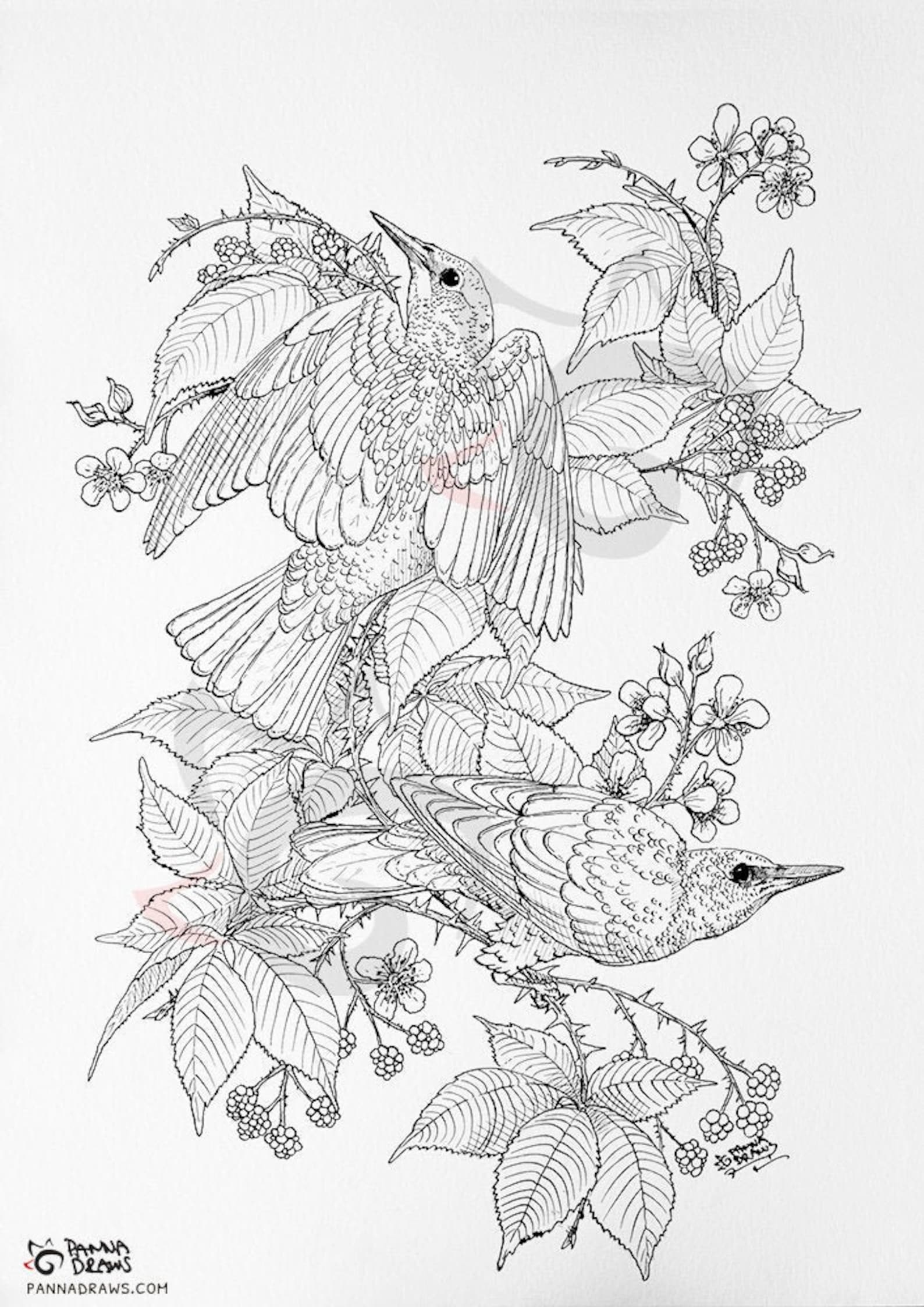 Starlings adult coloring page garden bird coloring for | Etsy