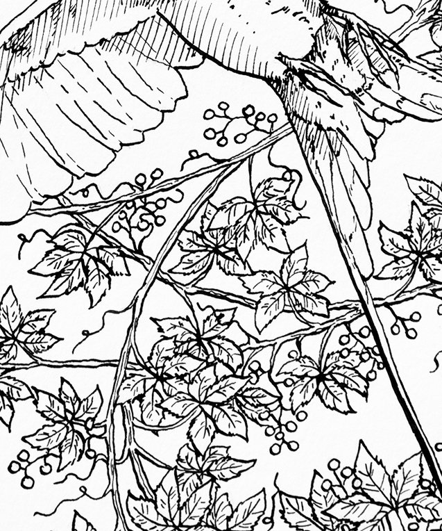 Swallow Adult Coloring Page Bird Coloring Page Bird Coloring | Etsy