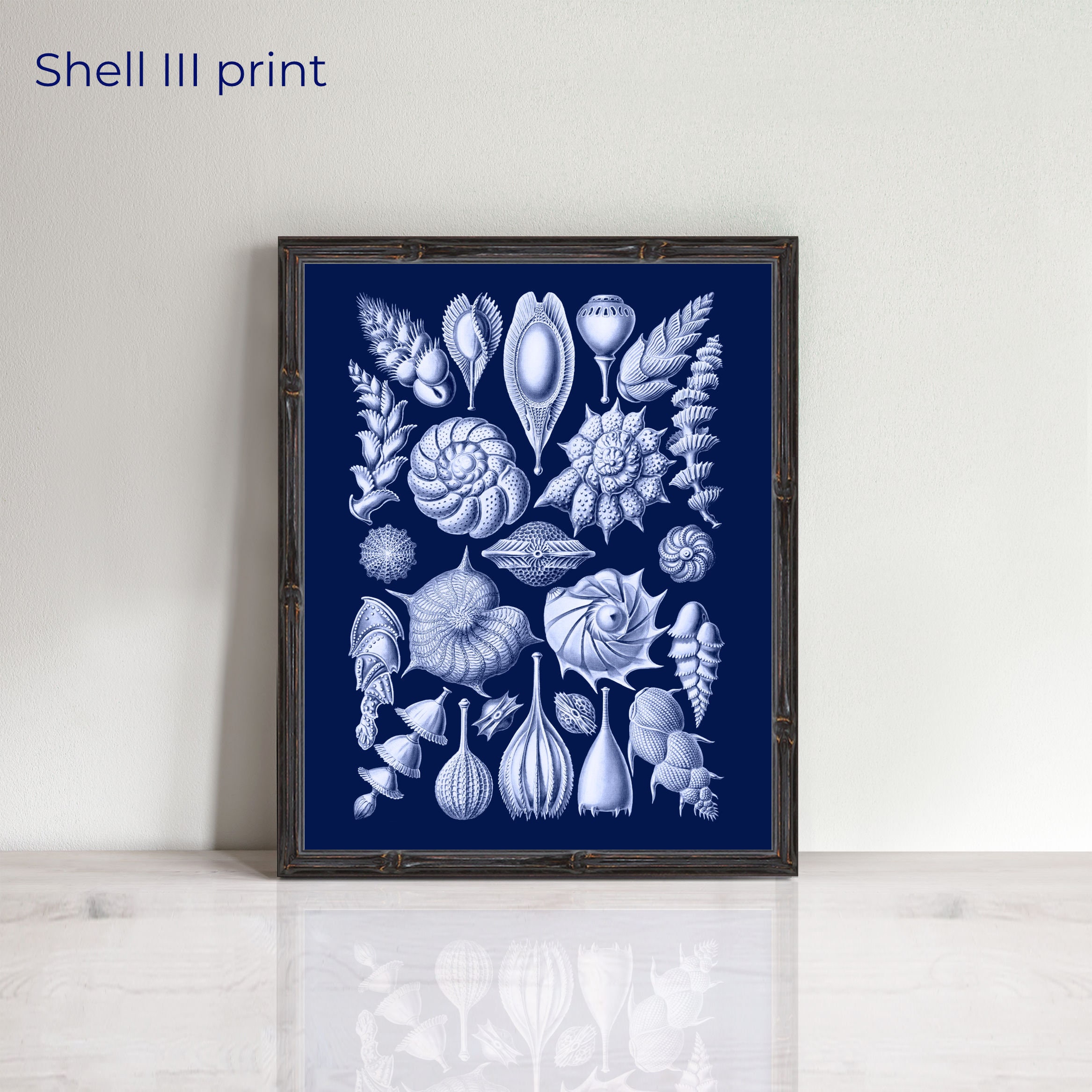 Vintage Sea Shell Print Set - Hamptons Prints, Navy Blue and White ...