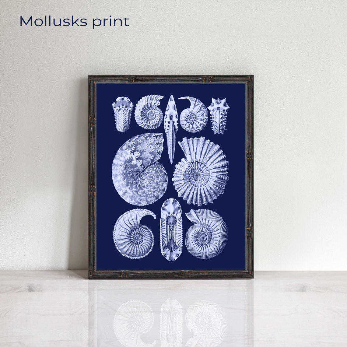 Vintage Sea Shell Print Set - Hamptons Prints, Navy Blue and White ...